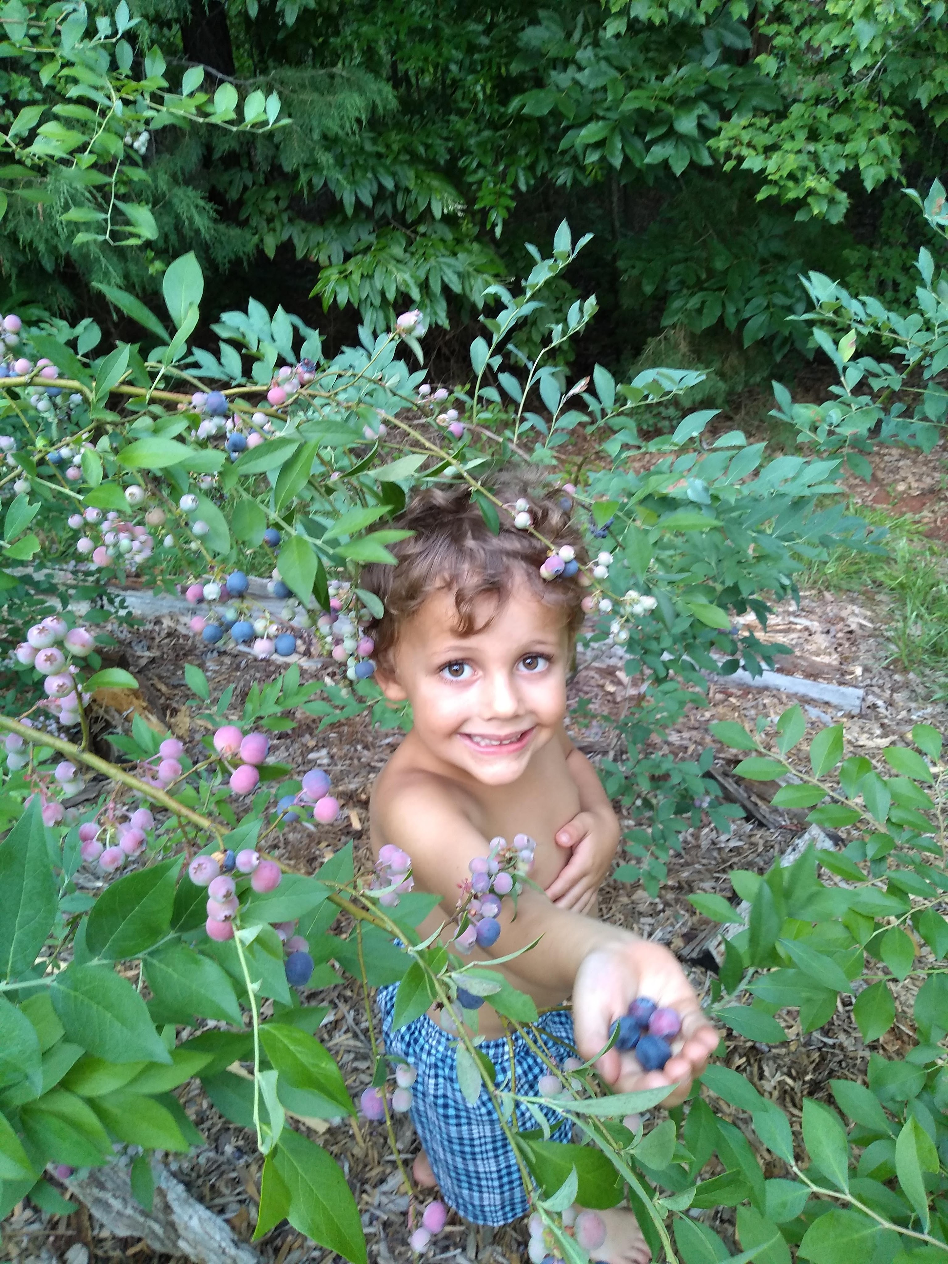 Blueberry Burrow Rabbitry – pedigreed Holland Lops