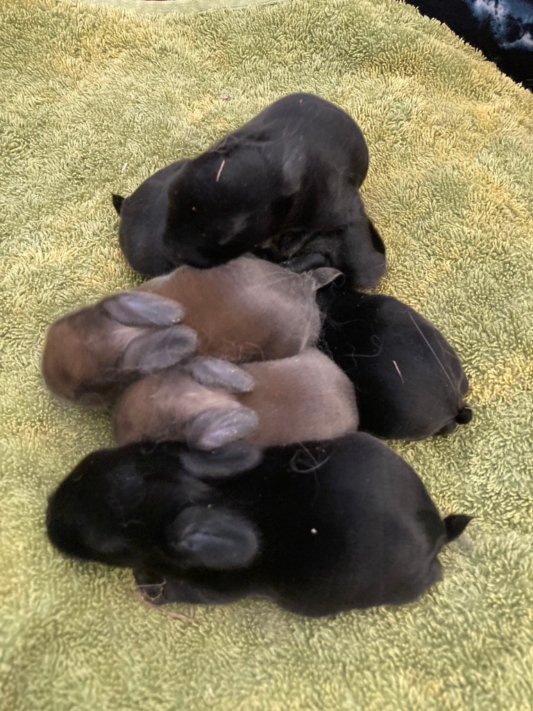AVAILABLE BUNNIES – Blueberry Burrow Rabbitry